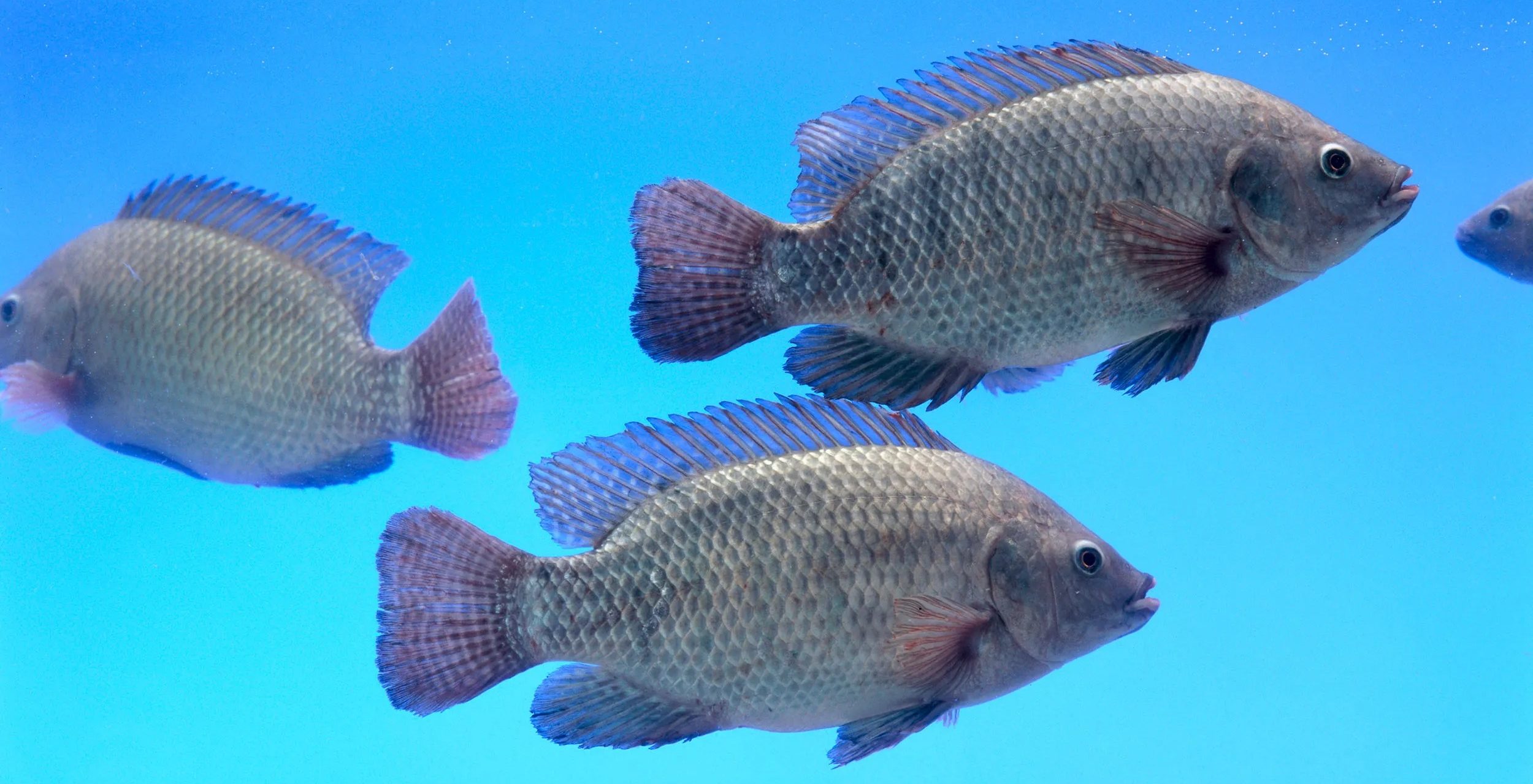 Protecting Tilapia Production: Field Evidence that Vaccination Saves ...