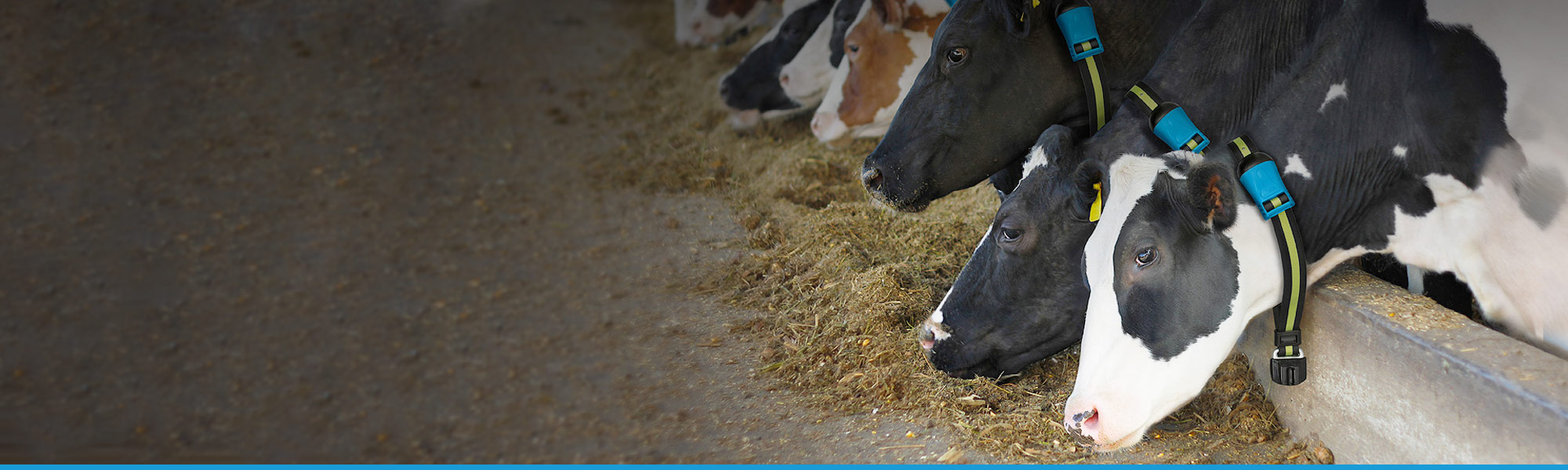 Allflex livestock intelligence - Corporate Home Page – MSD Animal Health