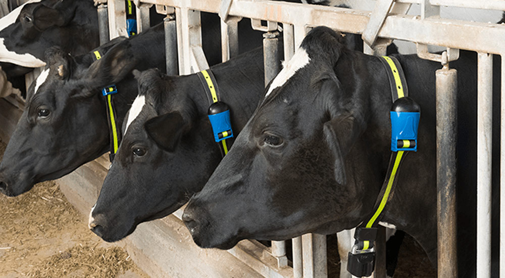 Allflex livestock intelligence - Corporate Home Page – MSD Animal Health