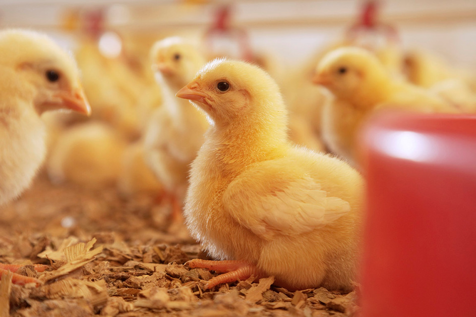 About us - Corporate Home Page – MSD Animal Health