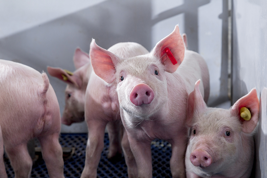 About us - Corporate Home Page – MSD Animal Health