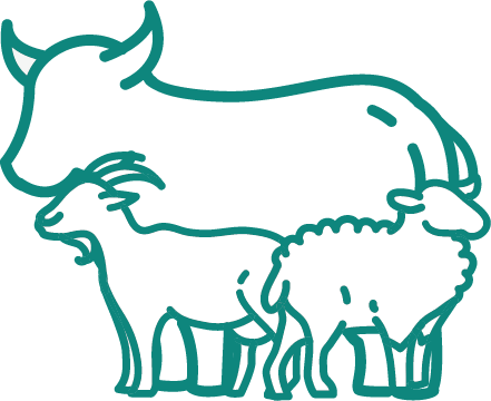 Ruminants - Corporate Home Page – MSD Animal Health