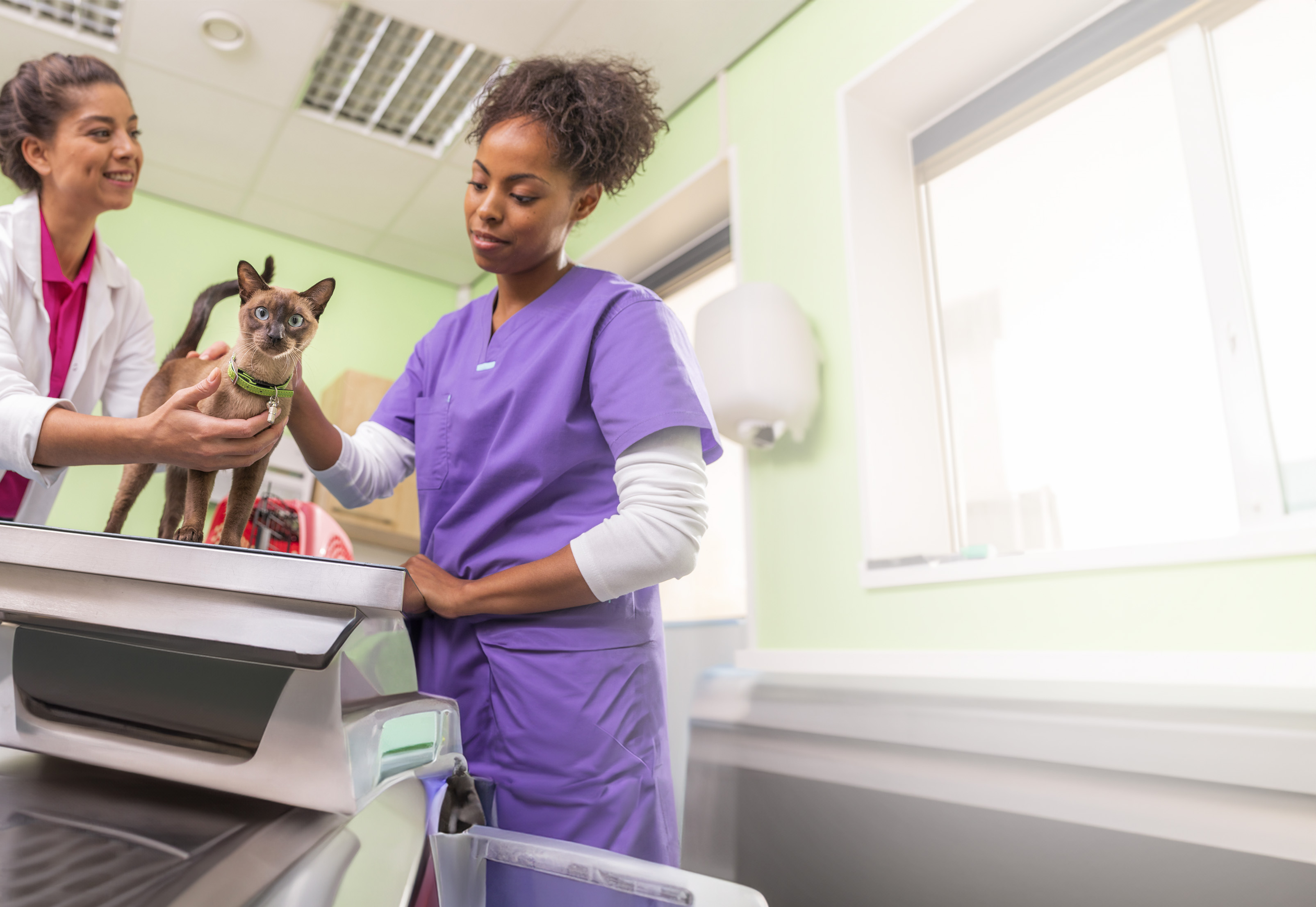 Corporate Home Page - Corporate Home Page – MSD Animal Health